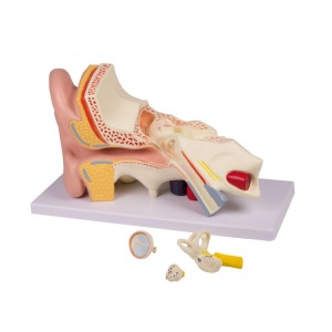 4-Part Model Ear | Health and Care