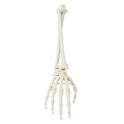 Arm and Hand Skeleton Models | Health and Care