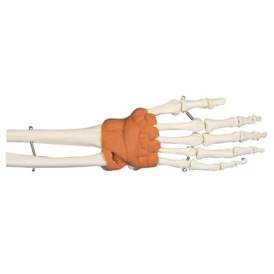 Arm and Hand Skeleton Models | Health and Care