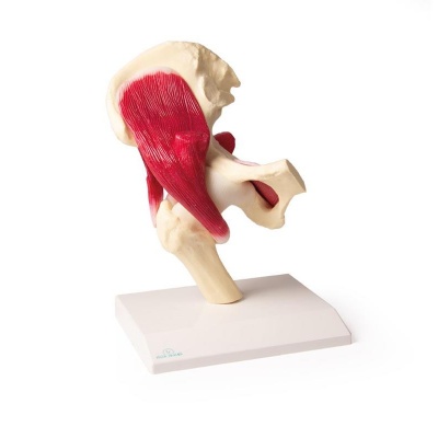 Hip Joint Model with Muscles | Health and Care