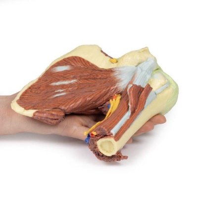 Erler-Zimmer Musculature Shoulder Model | Health and Care