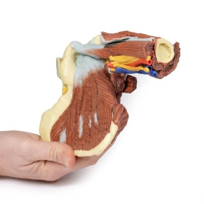 Erler-Zimmer Musculature Shoulder Model | Health and Care