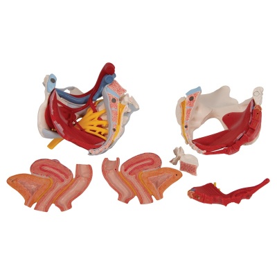 Anatomy Model Life Size Spine & Pelvis | Health and Care