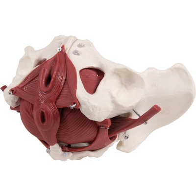 Genital & Pelvic Models | Health and Care