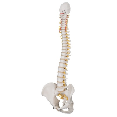 Classic Flexible Spine Model | Health and Care