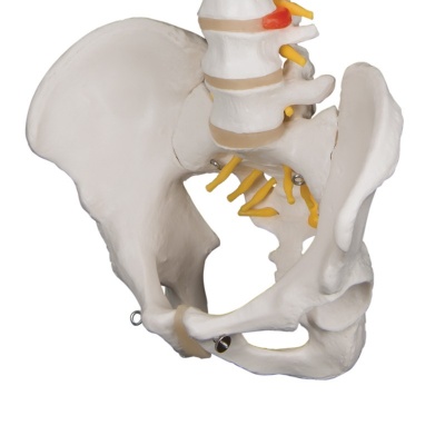Spine Models | Health and Care