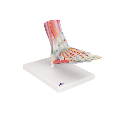 Anatomical Foot Models | Health and Care