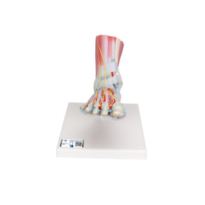 Leg and Foot Skeleton Models | Health and Care