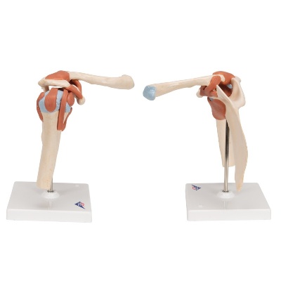 Deluxe Functional Shoulder Joint Model | Health and Care