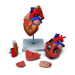 Giant Heart 8 Times Life Size | Health and Care