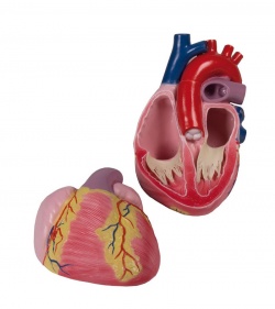 Enlarged Heart Bypass Model | Health and Care
