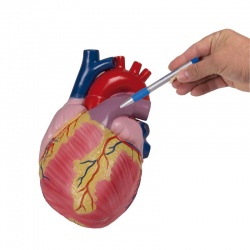 Heart & Circulatory Models | Health and Care