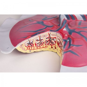 Placental Circulation Model | Health and Care