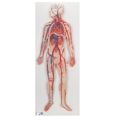Heart & Circulatory Models | Health and Care