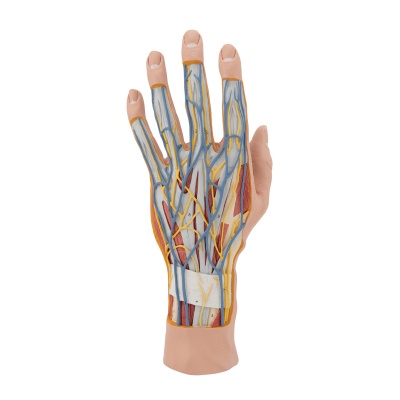 Internal Anatomical 3D Hand Model | Health and Care