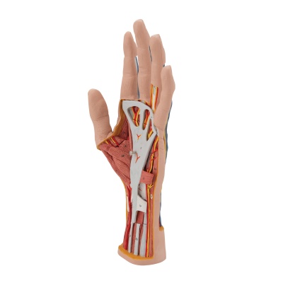 Internal Anatomical 3D Hand Model | Health and Care