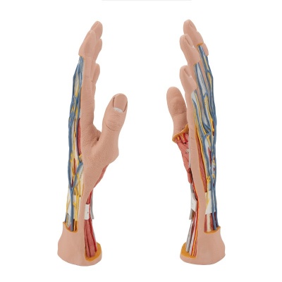 Arm and Hand Skeleton Models | Health and Care