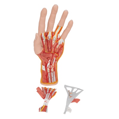 Internal Anatomical 3D Hand Model | Health and Care