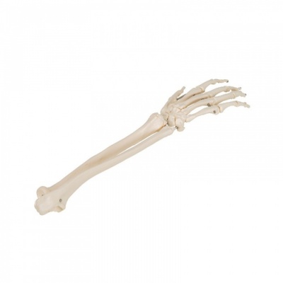 Hand Skeleton Model With Radius and Ulna | Health and Care