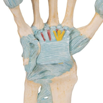 Arm and Hand Skeleton Models | Health and Care