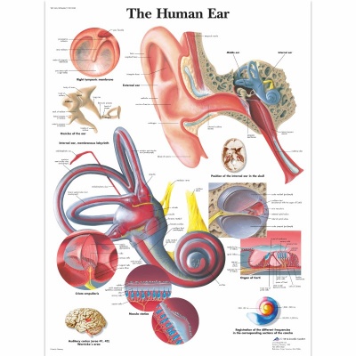 Human Anatomy Charts | Health and Care