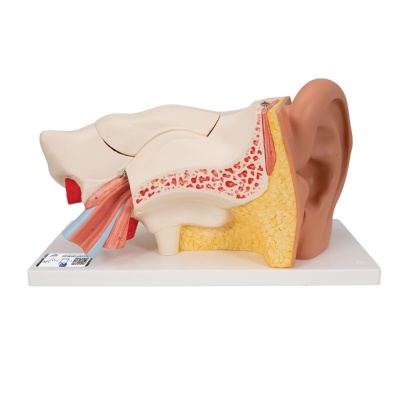 Ear Models | Health and Care