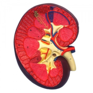 PVC Kidney With Structures Vision Scientific Life-Size Kidney Model ...