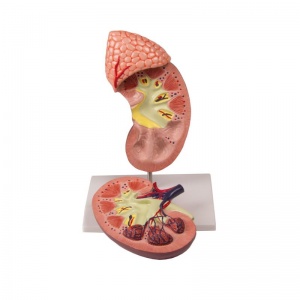 Kidney with Adrenal Gland Model | Health and Care