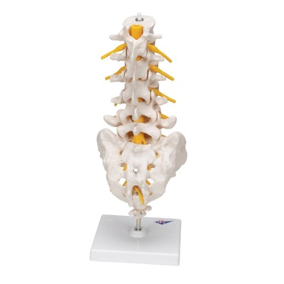 Lumbar Spine Model | Health and Care