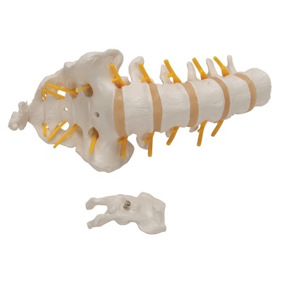 Spine Models | Health and Care