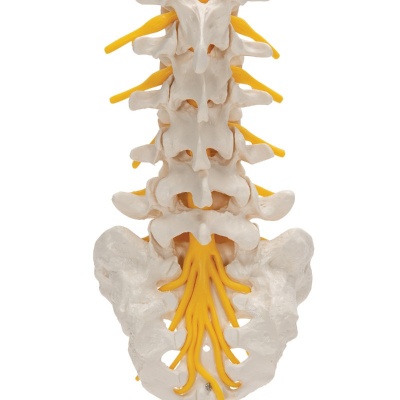 Spine Models | Health and Care