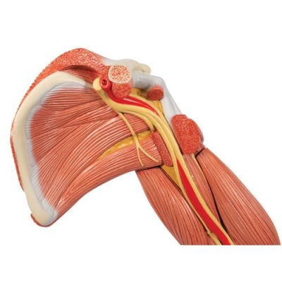 Muscle Models | Health and Care