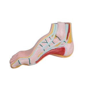 Hollow Foot Cross-Section Model | Health and Care