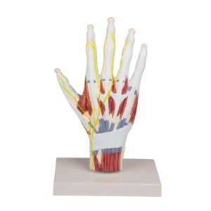 Hand Anatomy Model | Health and Care