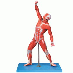Laminated Muscle Anatomy Chart | Health and Care