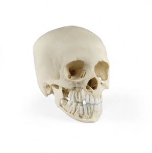Paediatric Skulls | Health and Care