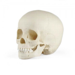 Paediatric Skulls | Health and Care