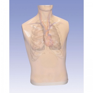 Auscultation Trainers | Health and Care