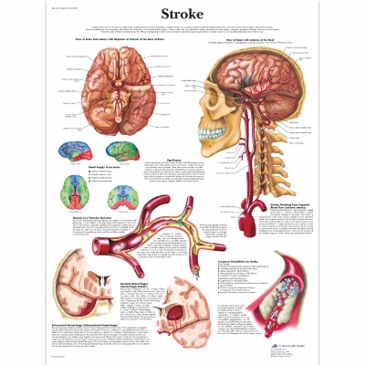 Pathology Chart | Health and Care