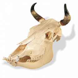 Cow Skeleton Bos Taurus | Health and Care