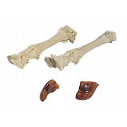 Cow Skeleton Bos Taurus | Health and Care