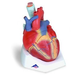 Heart & Circulatory Models | Health and Care