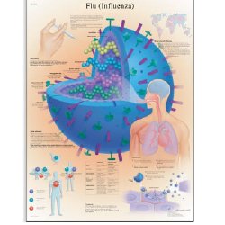 Pathology Chart | Health and Care