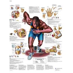 Anatomical Chart for Knee Injuries | Health and Care