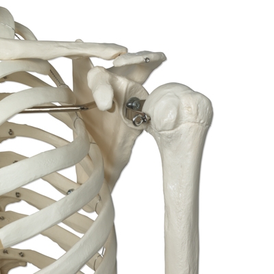 Full Size Skeleton Models | Health and Care
