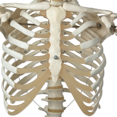 Full Size Skeleton Models | Health and Care