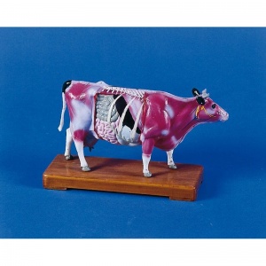 Cow Skeleton Bos Taurus | Health and Care