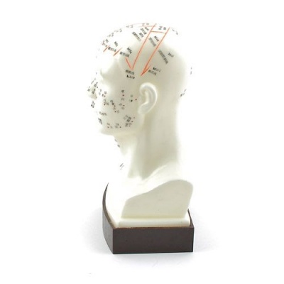 Acupuncture Model of the Head | Health and Care
