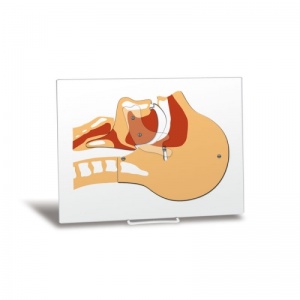 Airway Simulation Board | Health and Care