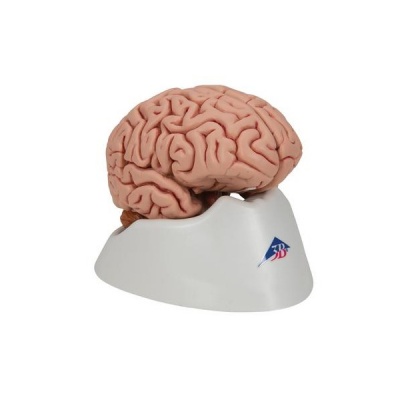 Two-Part 3D Brain Model | Health and Care